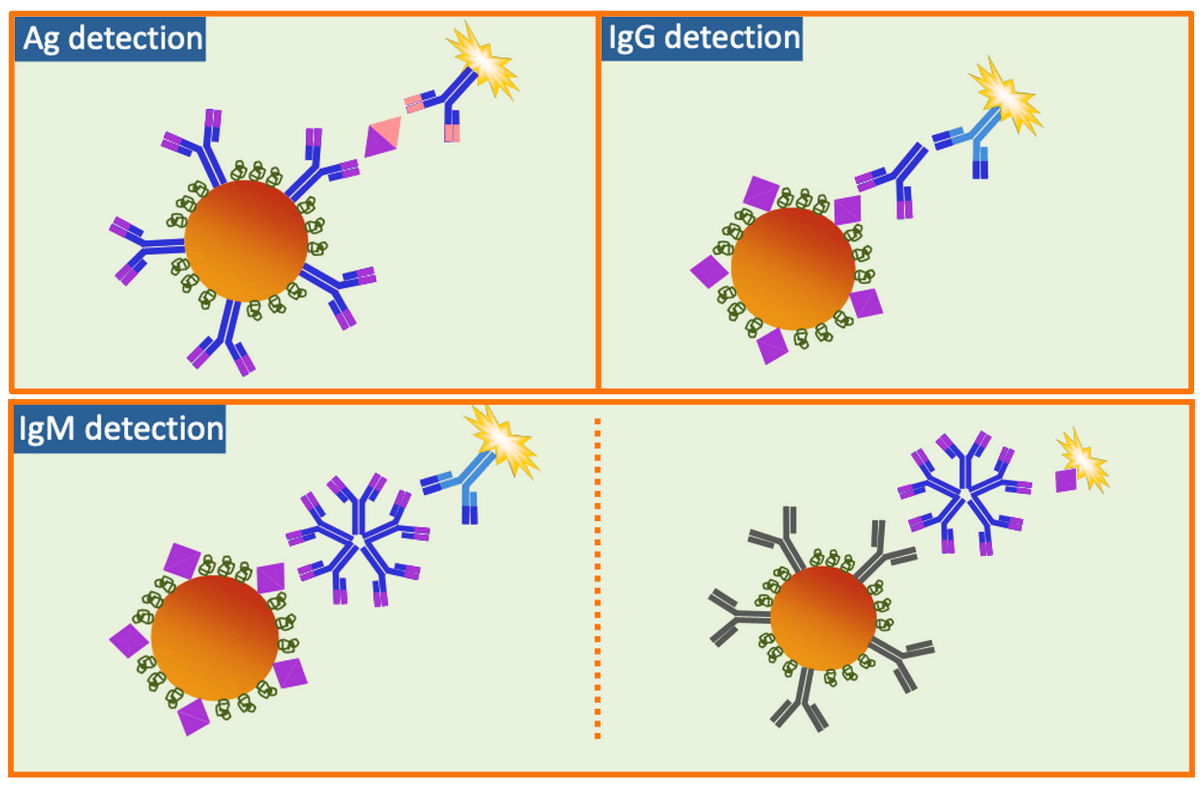 Most common Chemiluminescent immunoassay (CLIA) formats - Sepmag