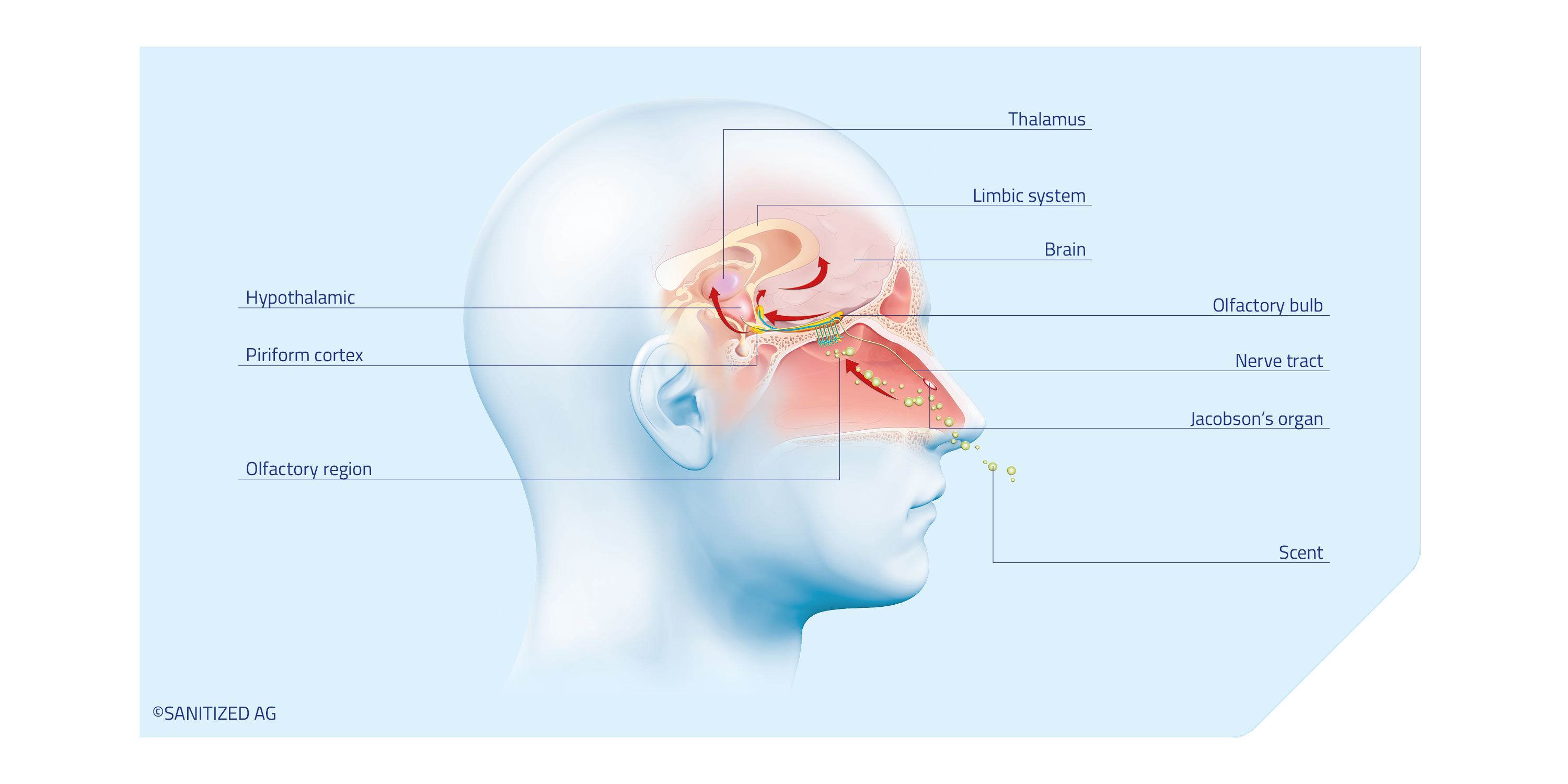When A Molecule Stimulates The Brain We Come Closer Or Run Far Away When A Molecule Stimulates The Brain We Come Closer Or Run Far Away