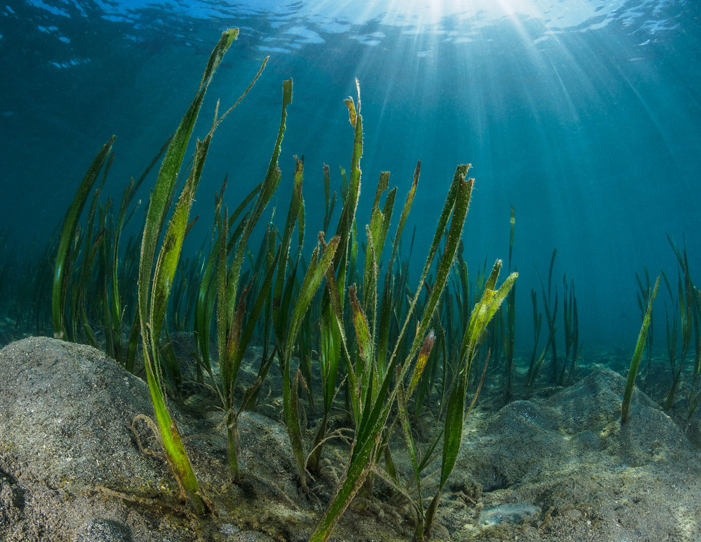 Seagrass