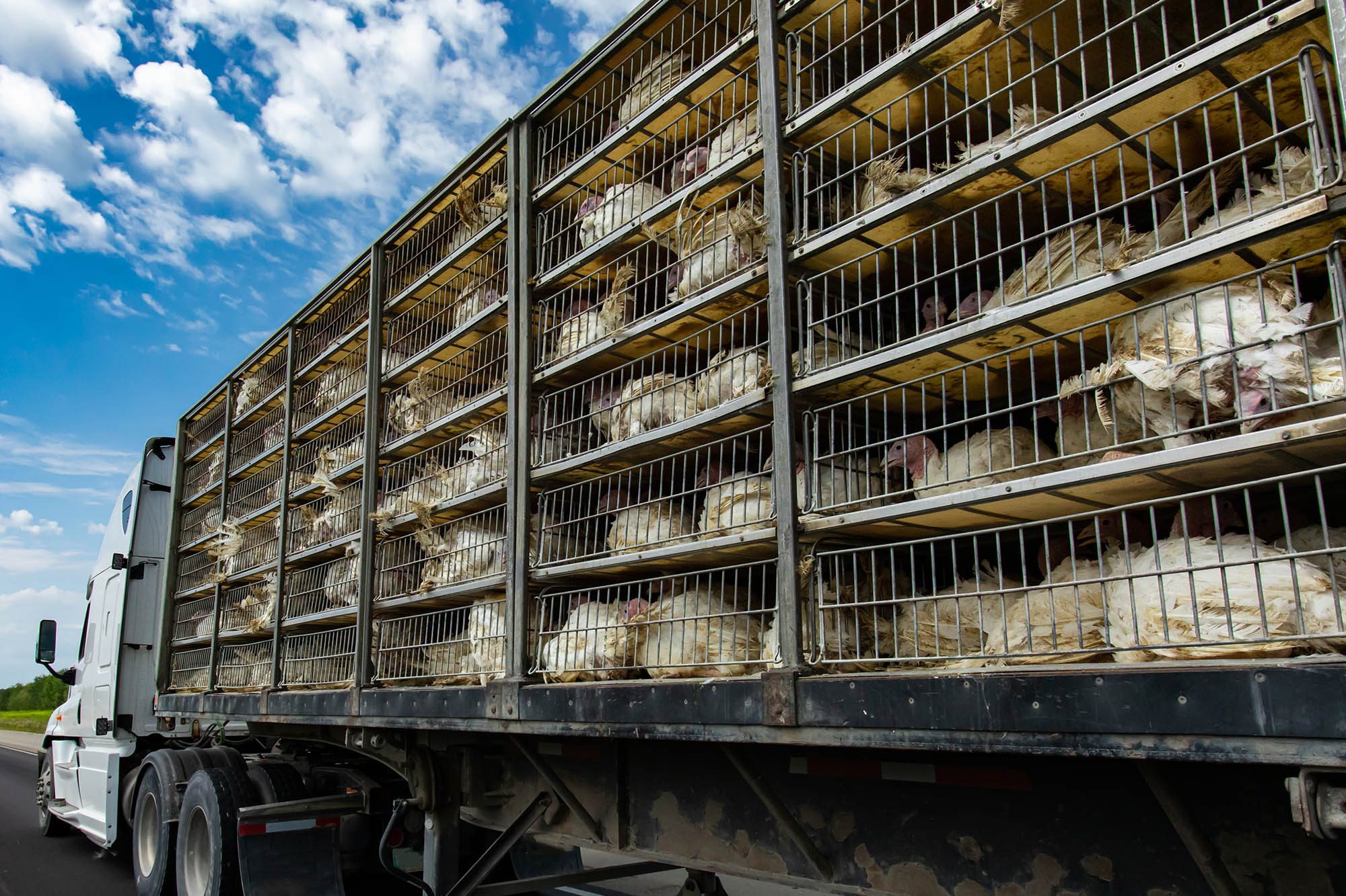 Integrated First Processing Solutions for Meat Harvest Facilities