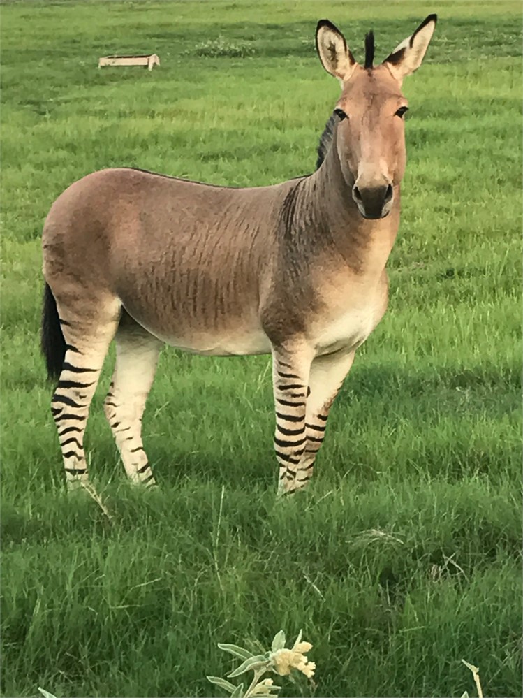 Animals | Jawhawk Creek Ranch