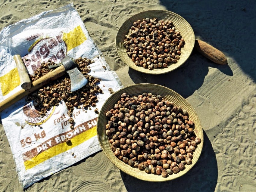 Benefits of using Marula oil from Namibia